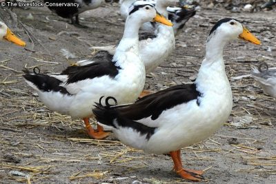 Magpie Duck - Breed Profile - Backyard Poultry